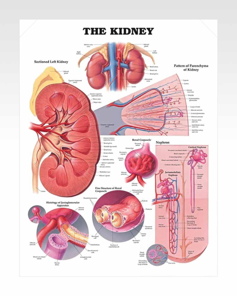 Laminated Kidney Human Anatomy Posters | ClinicalPosters