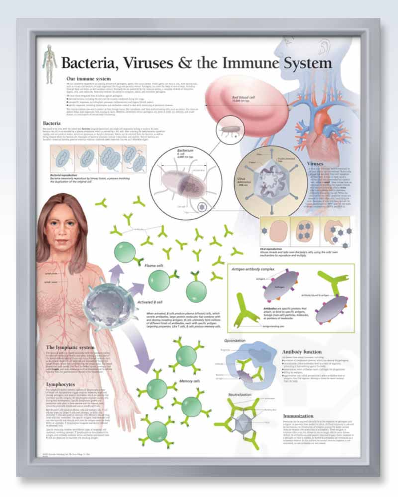 Bacteria, Viruses, Immune System Anatomy Poster | ClinicalPosters