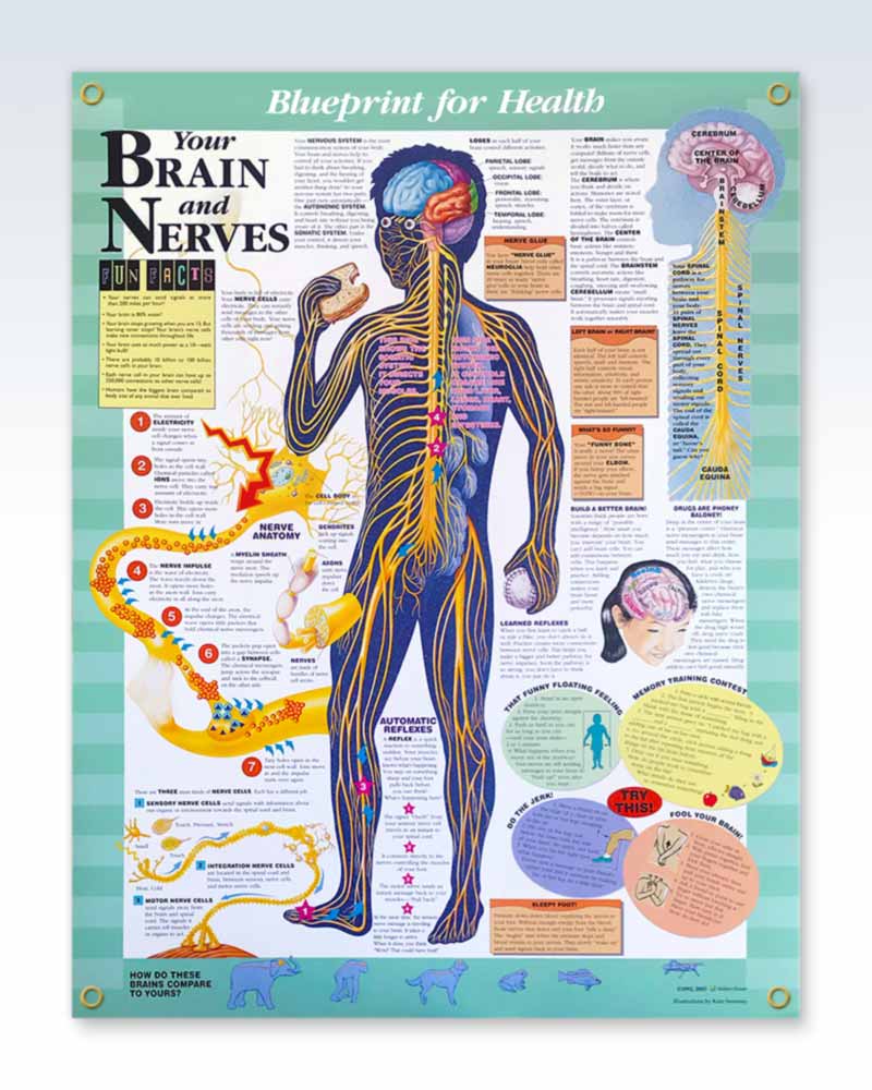 Laminated Brain and Nerves Pediatric Anatomy Poster | ClinicalPosters