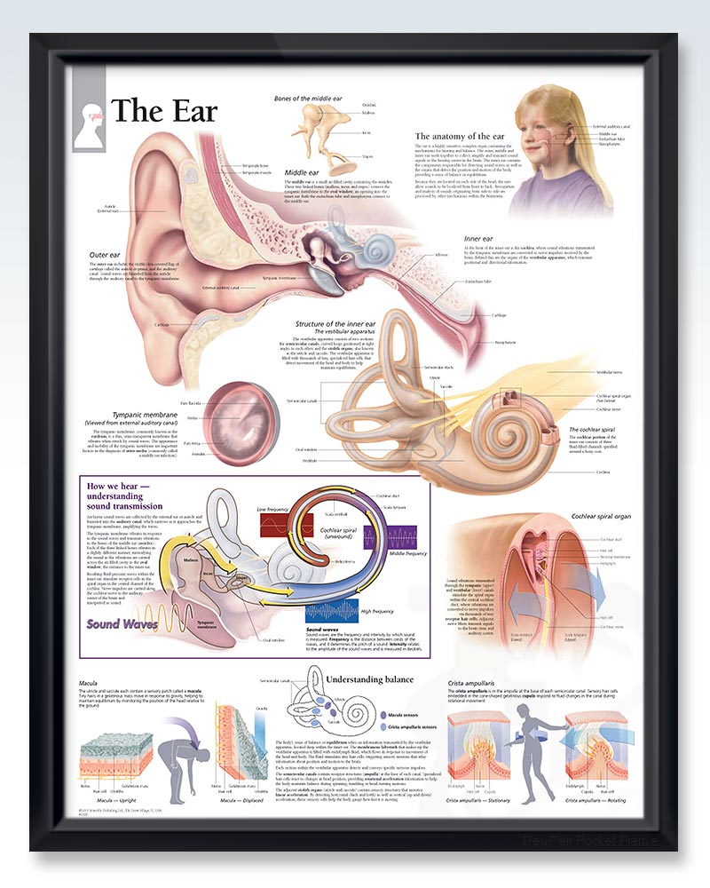 The Ear Exam-Room Human Anatomy Poster | ClinicalPosters