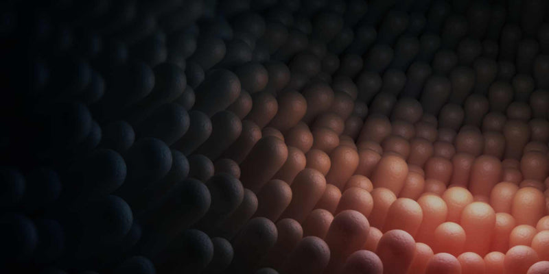 Endocrinologists Medical Anatomy Posters | ClinicalPosters