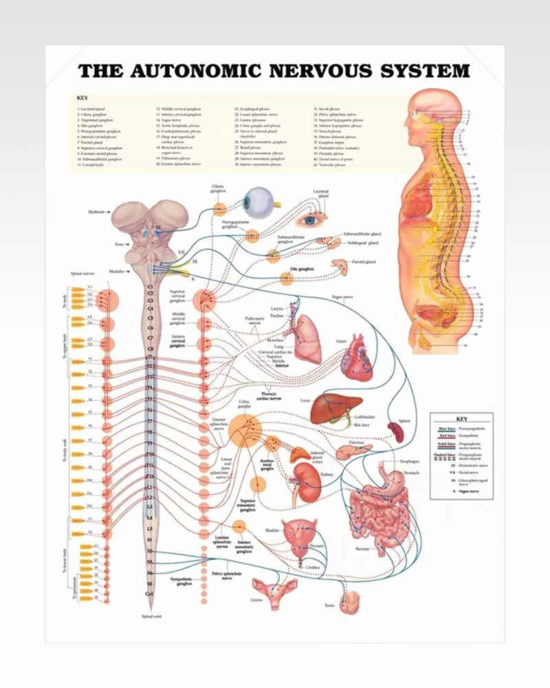 Laminated Autonomic Nervous System Anatomy Posters | ClinicalPosters