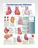 Cardiovascular Disease Exam Room Anatomy Posters | ClinicalPosters