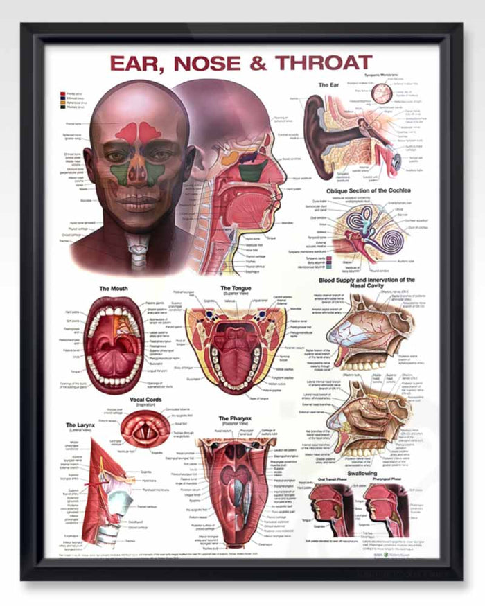 Laminated Ear, Nose & Throat Anatomy Poster | ClinicalPosters