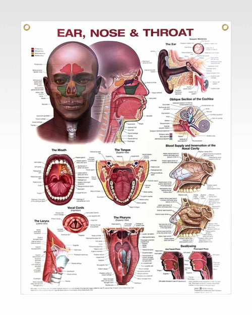 Laminated Ear, Nose & Throat Anatomy Poster | ClinicalPosters