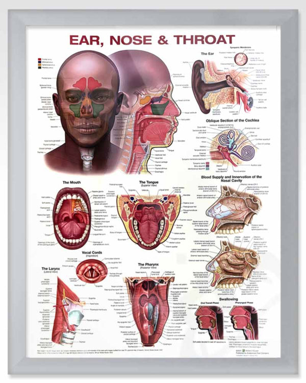 Laminated Ear, Nose & Throat Anatomy Poster | ClinicalPosters