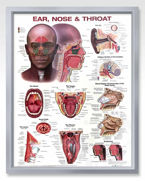 Laminated Ear, Nose & Throat Anatomy Poster | ClinicalPosters