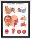 Laminated Ear, Nose & Throat Anatomy Poster | ClinicalPosters