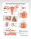 Laminated Female Reproductive System Posters | ClinicalPosters