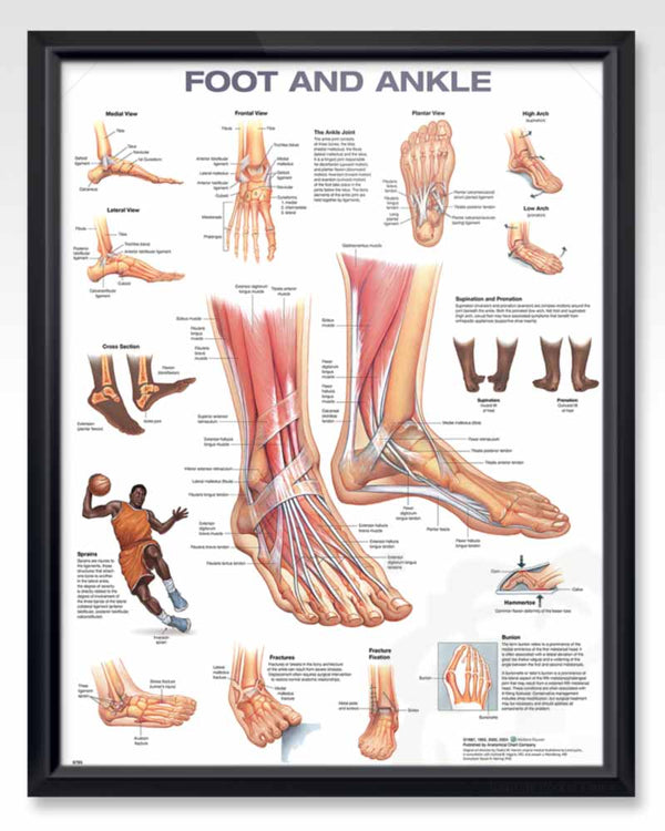 Laminated Foot and Ankle Human Anatomy Poster | ClinicalPosters