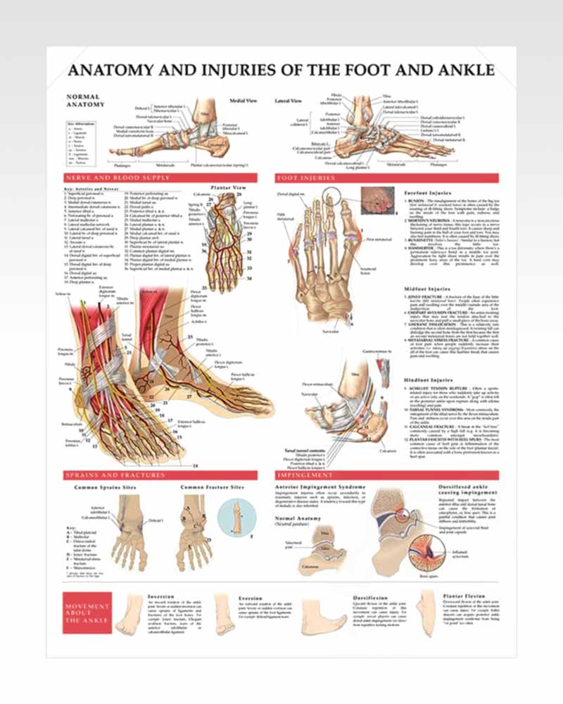 Laminated Anatomy and Injuries of the Foot and Ankle Poster