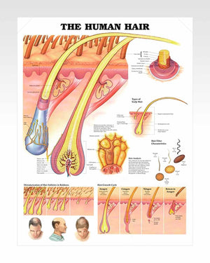Laminated Human Hair Anatomy Posters | ClinicalPosters