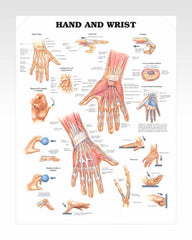 Laminated Hand and Wrist Human Anatomy Poster | ClinicalPosters