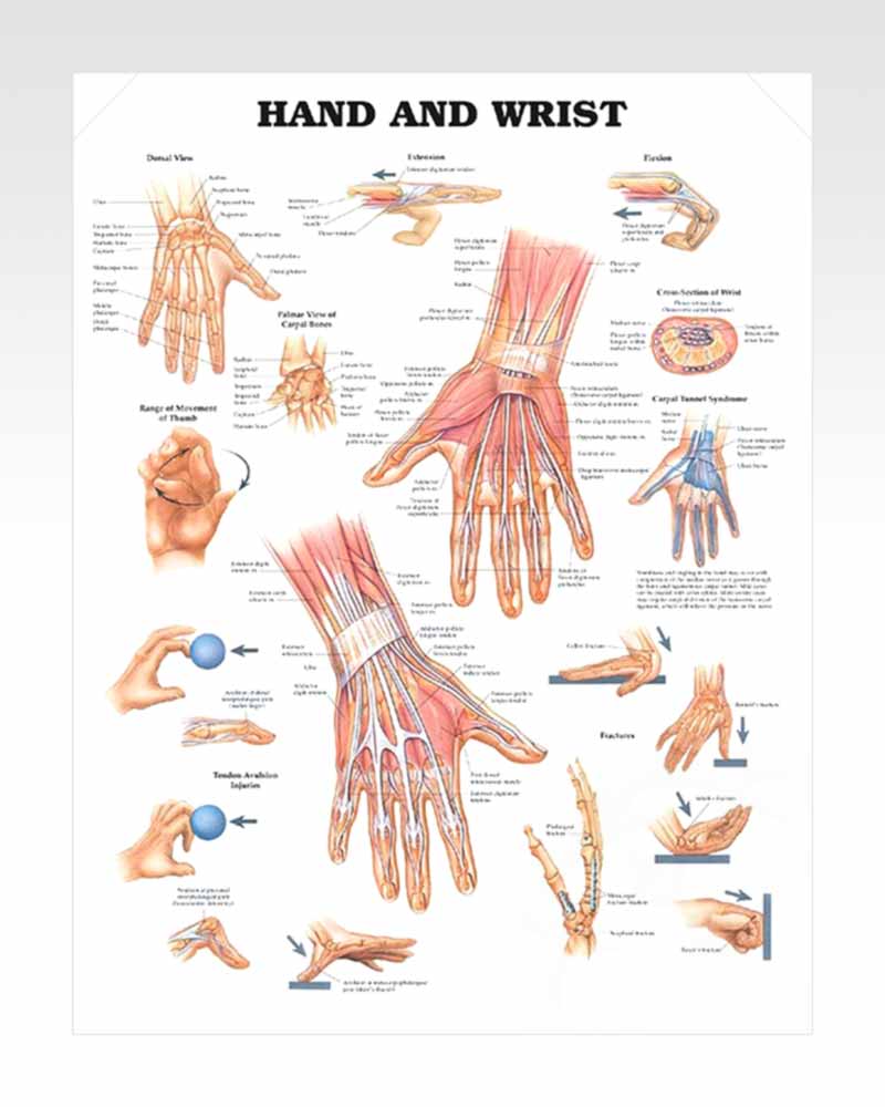 Laminated Hand and Wrist Human Anatomy Poster | ClinicalPosters