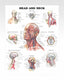 Laminated Head and Neck Anatomy Poster | ClinicalPosters