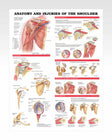 Laminated Injuries of Shoulder Anatomy Posters | ClinicalPosters