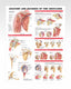 Laminated Injuries of Shoulder Anatomy Posters | ClinicalPosters