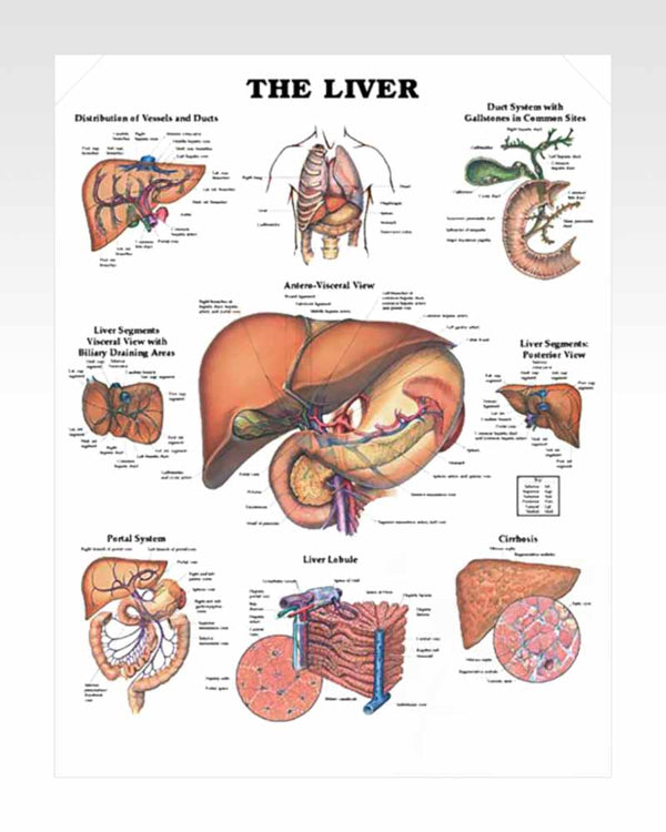 Laminated Liver Anatomy Posters | ClinicalPosters