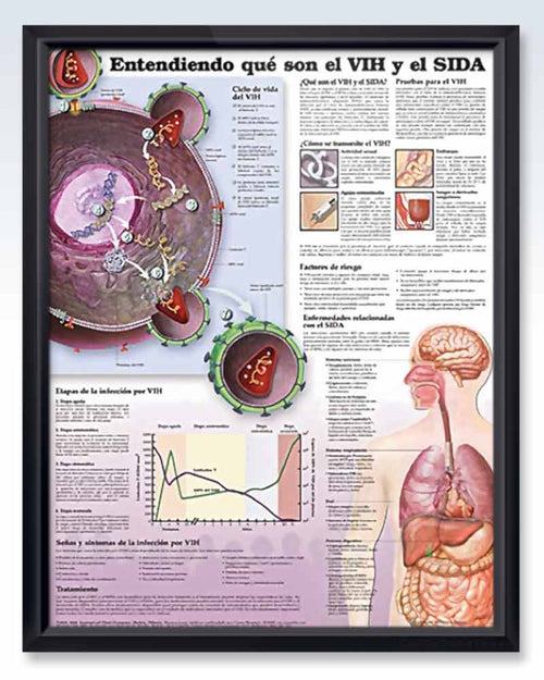 Spanish Medical Anatomy Posters | ClinicalPosters