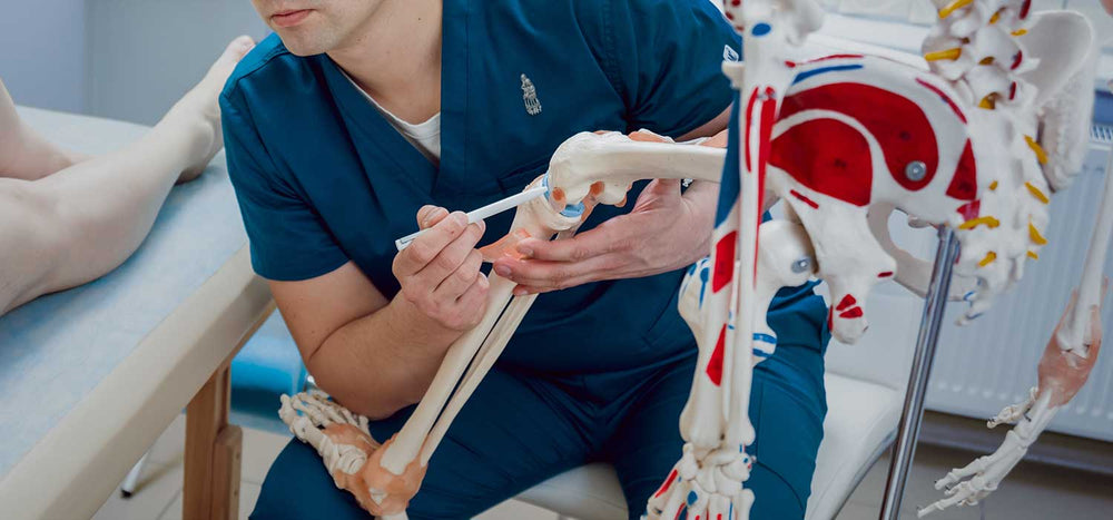 Flexible Spine with Ribs and Femur Heads Anatomical Model