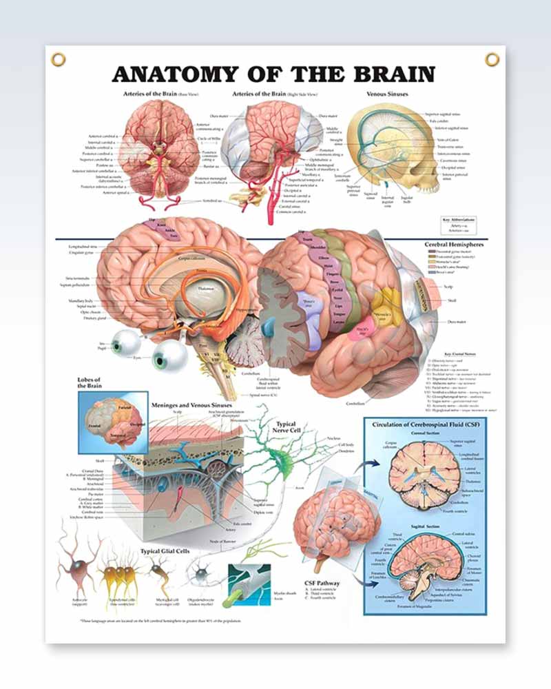 Laminated Anatomy of the Brain Poster | ClinicalPosters
