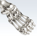 Podiatrist Foot Bones Silver Lapel Pin | ClinicalPosters
