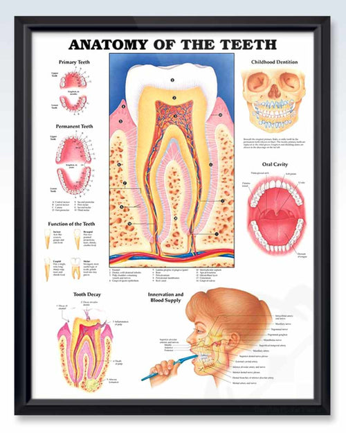 Dental Human Anatomy Medical Posters and Models | ClinicalPosters