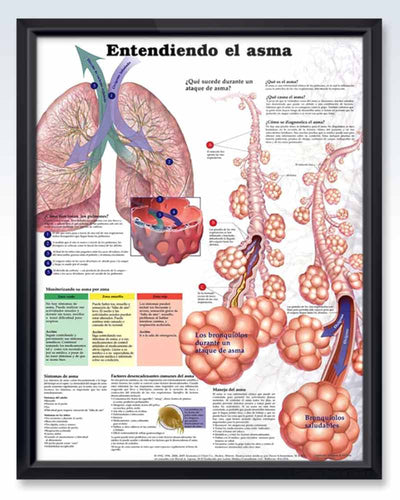Spanish Medical Anatomy Posters | ClinicalPosters