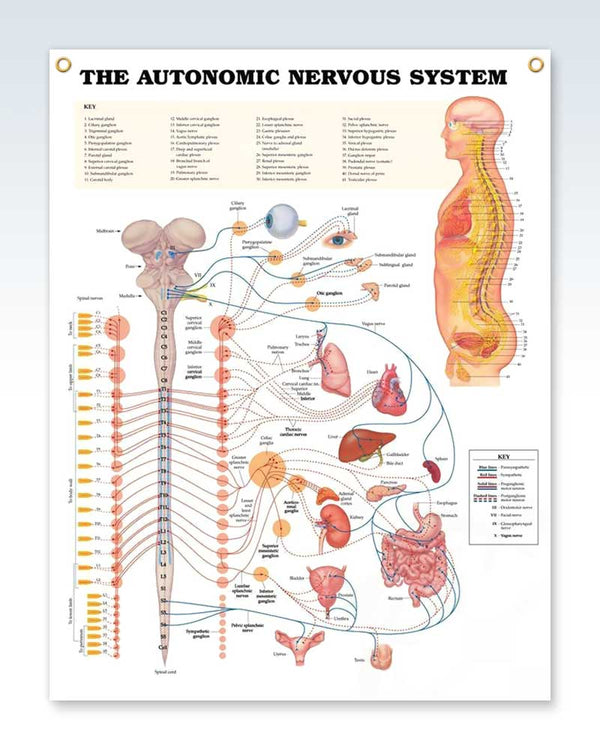 Laminated Autonomic Nervous System Anatomy Posters | ClinicalPosters