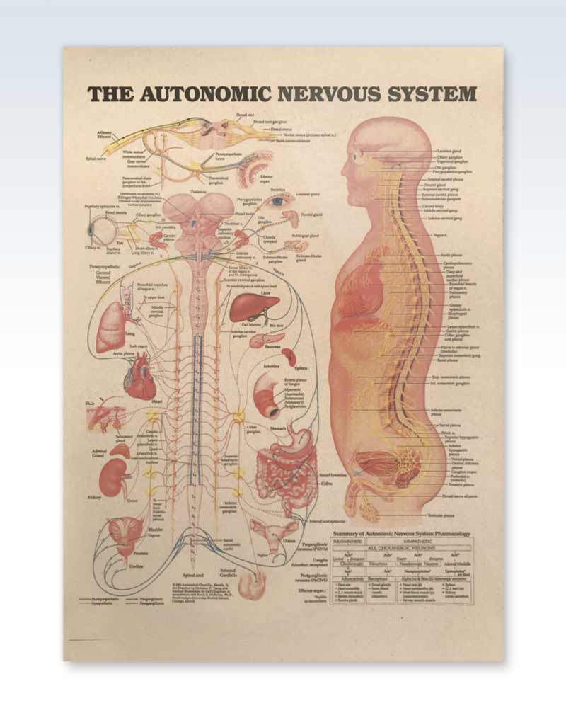 Parasympathetic And Sympathetic Nervous System Chart