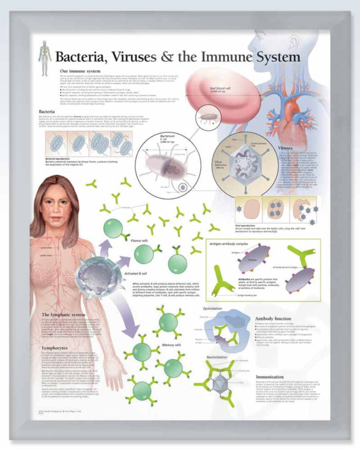 Bacteria, Viruses, Immune System Anatomy Poster | ClinicalPosters