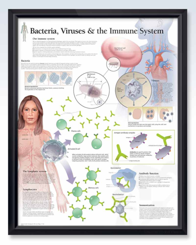 Bacteria, Viruses, Immune System Anatomy Poster | ClinicalPosters