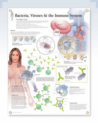 Bacteria, Viruses, Immune System Anatomy Poster | ClinicalPosters