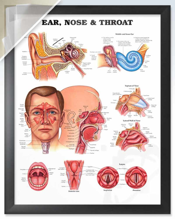 Laminated Ear, Nose & Throat Anatomy Poster | ClinicalPosters