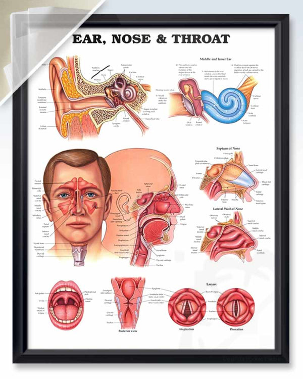 Laminated Ear, Nose & Throat Anatomy Poster | ClinicalPosters