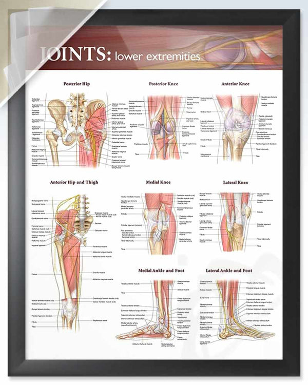 Joints: Lower Extremities Exam Room Anatomy Poster | ClinicalPosters