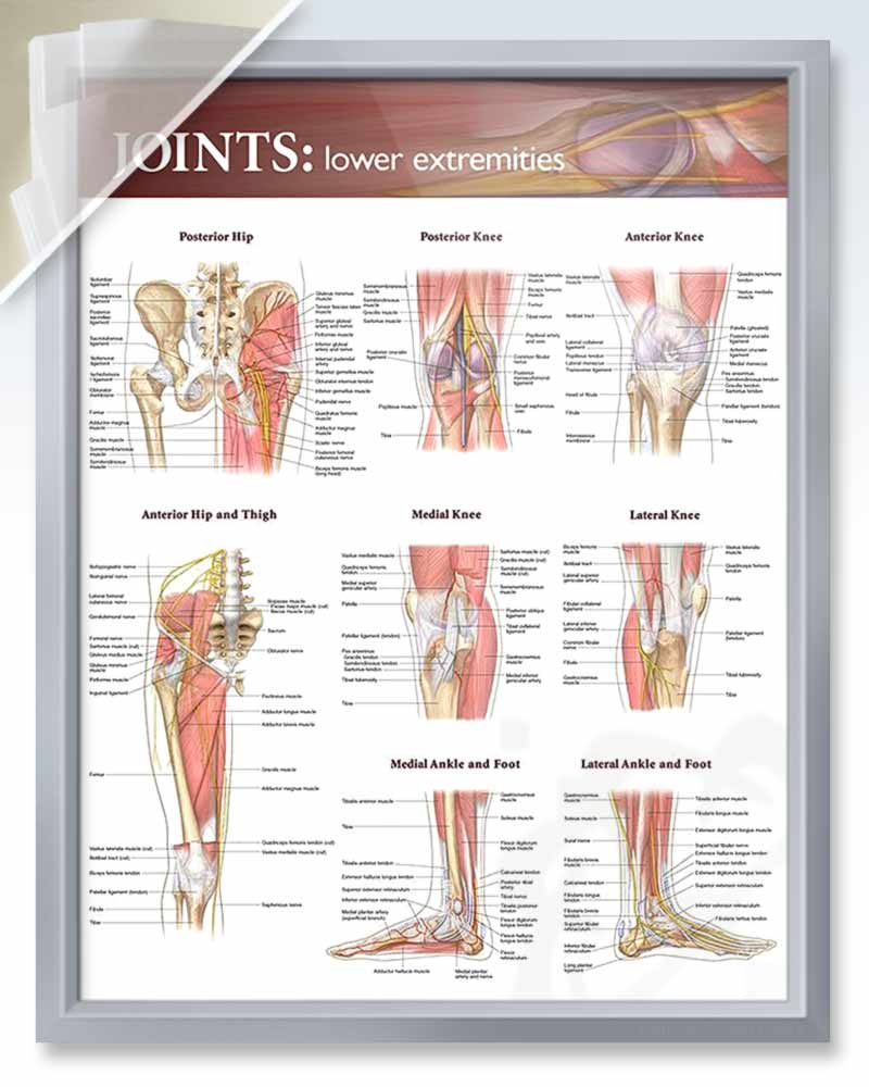 Joints: Lower Extremities Exam Room Anatomy Poster | ClinicalPosters