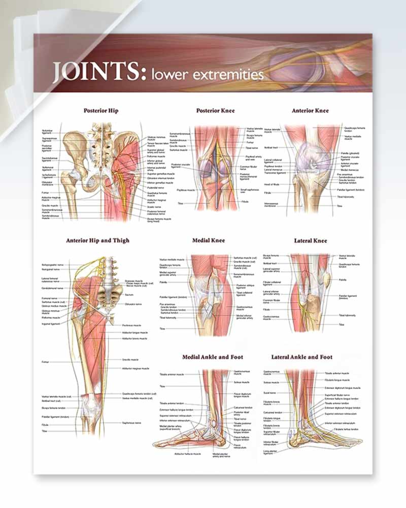 Joints: Lower Extremities Exam Room Anatomy Poster – ClinicalPosters