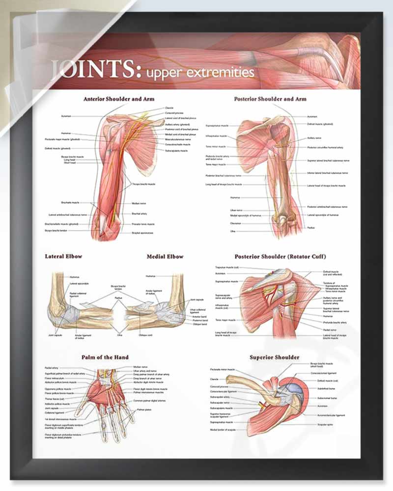 Joints: Upper Extremities Exam Room Anatomy Poster