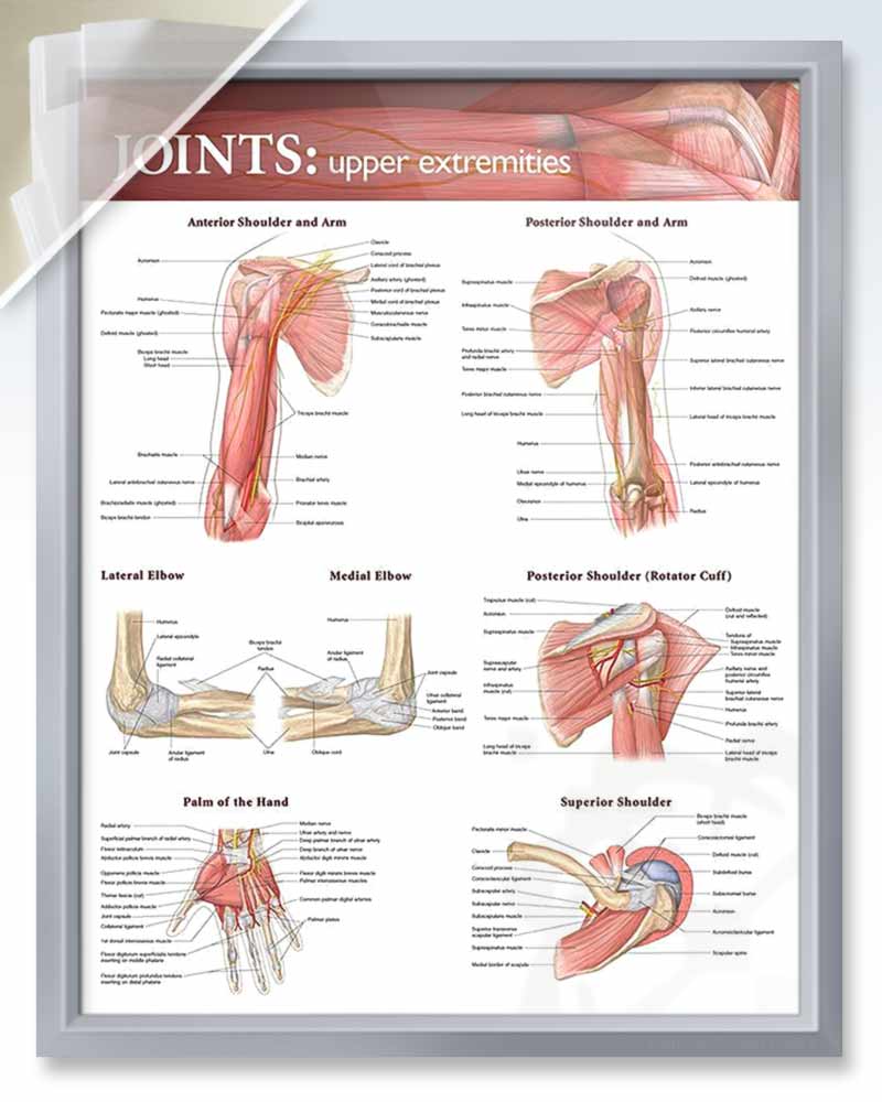 Joints: Upper Extremities Exam Room Anatomy Poster | ClinicalPosters