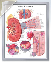 Kidney Discount Poster | ClinicalPosters