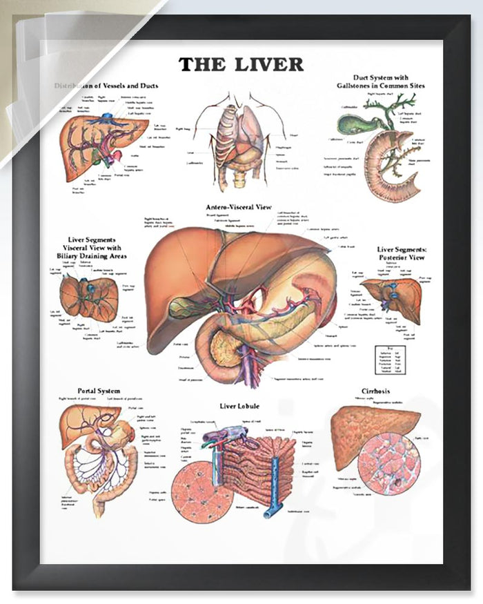 Liver Discount Poster | ClinicalPosters