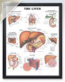Liver Discount Poster | ClinicalPosters
