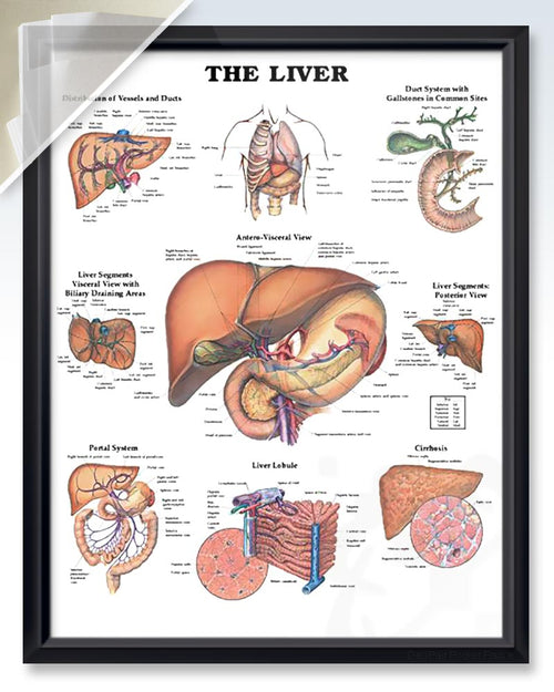Liver Discount Poster | ClinicalPosters