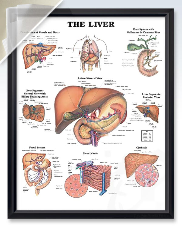 Liver Discount Poster | ClinicalPosters