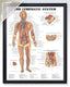 Lymphatic System Discount Anatomy Poster | ClinicalPosters