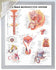 Male Reproductive System Discount Poster | ClinicalPosters