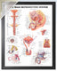 Male Reproductive System Discount Poster | ClinicalPosters