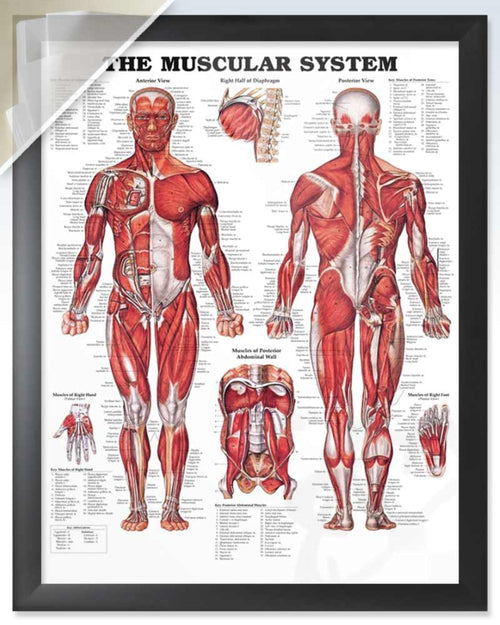 Muscular System Discount Anatomy Poster | ClinicalPosters