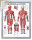 Muscular System Discount Anatomy Poster | ClinicalPosters